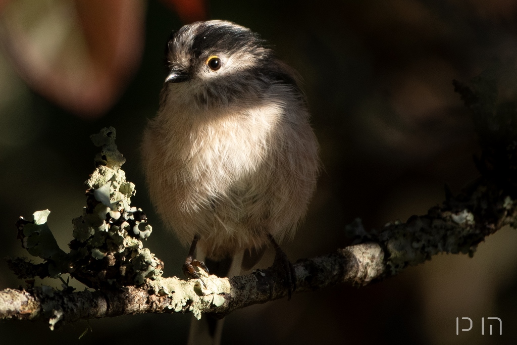 Orite à longue queue - Philippe Massart photographie